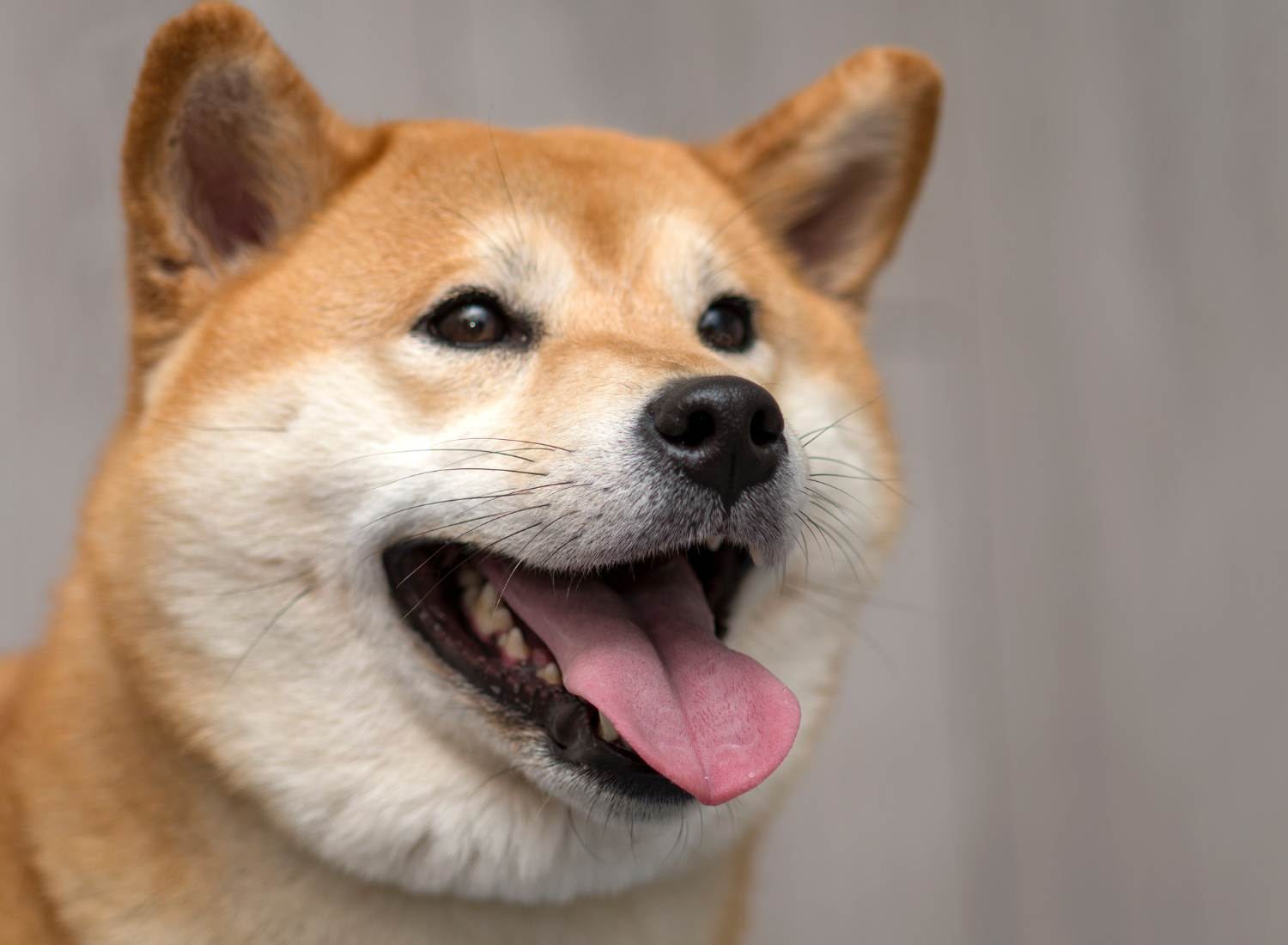 Poznejte deset unikátních a rozkošných psích plemen, které pocházejí z ...