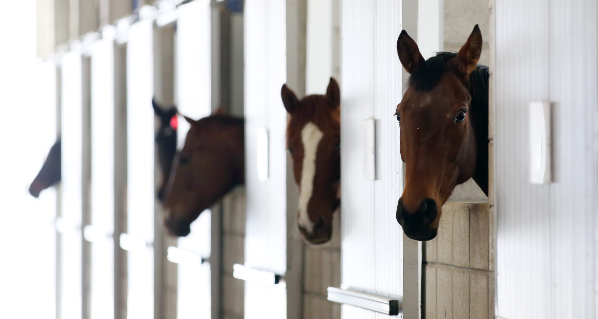 Temná stránka korejských dostihů a osud koní - Asianstyle